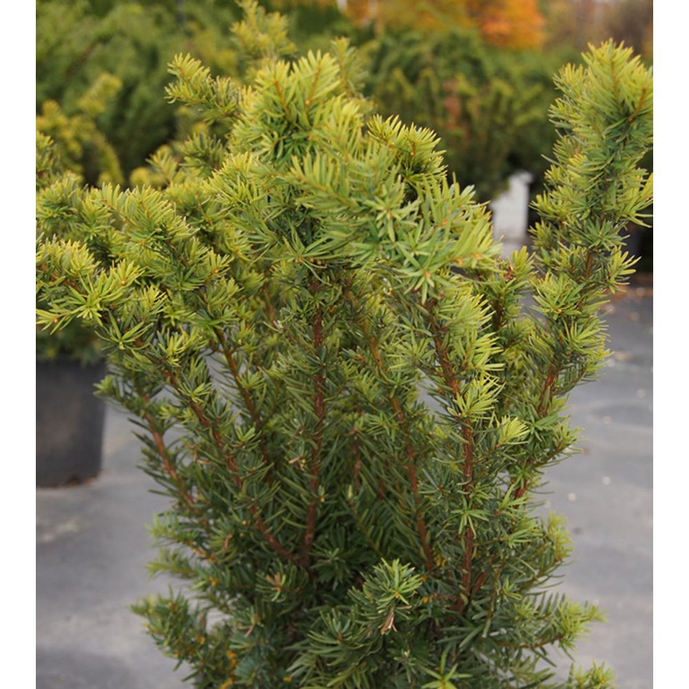 Landscape Basics 8-inch Dense Spreading Yew Semi-Dwarf Shrub | The Home ...