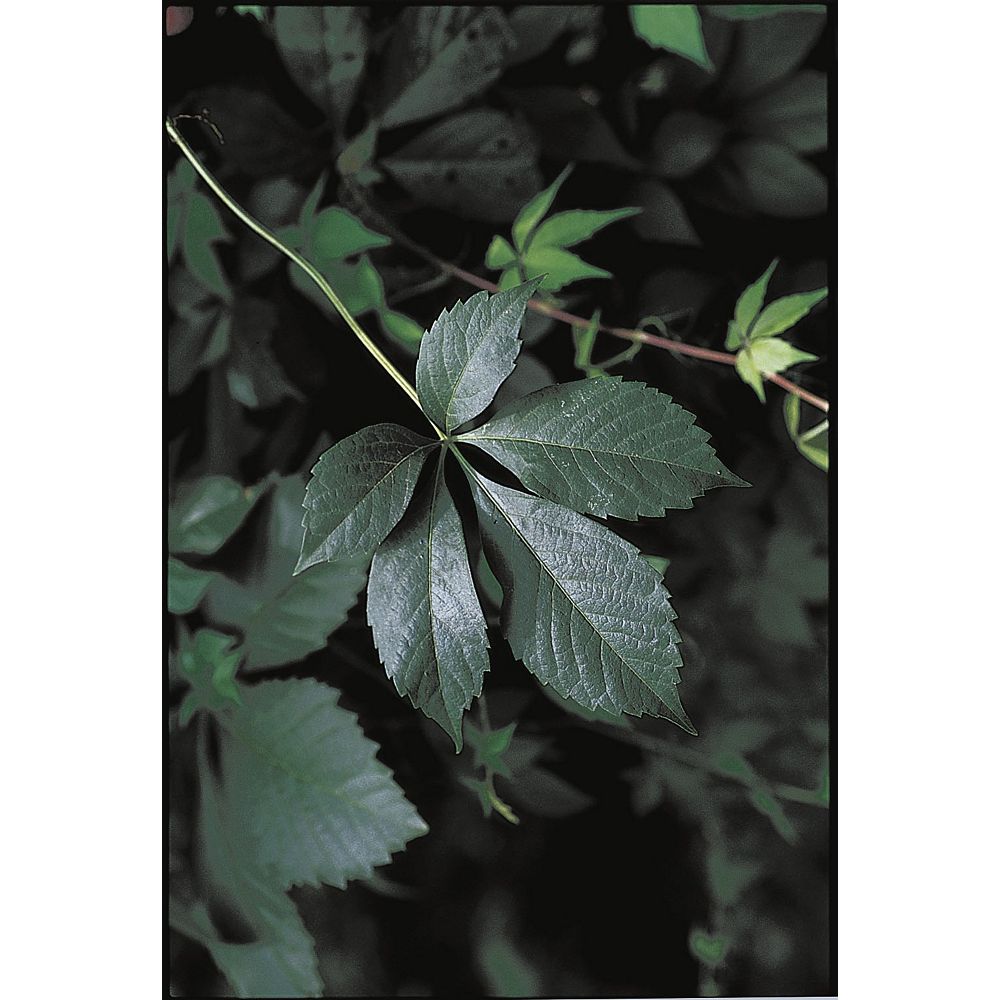 Landscape Basics 7.5L (2 Gal.) Virginia Creeper Vine | The Home Depot ...