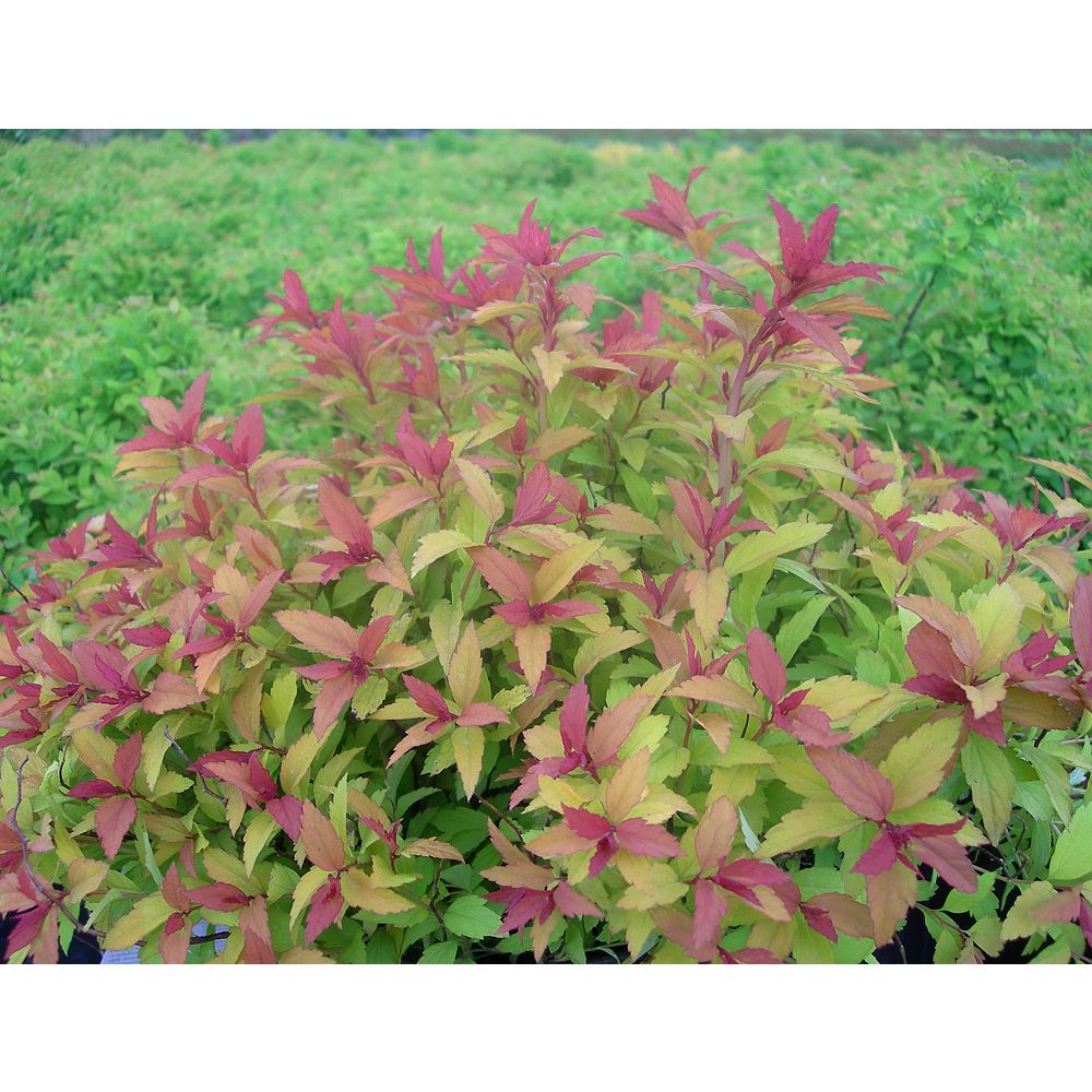 Landscape Basics 8-inch Magic Carpet Spirea Shrub | The Home Depot Canada