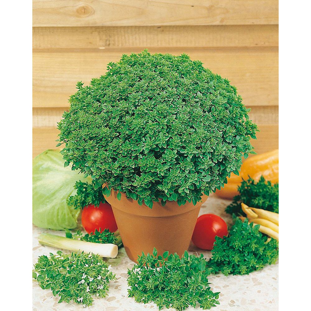 Mr. Fothergill's Seeds Basil Minette Seeds | The Home Depot Canada
