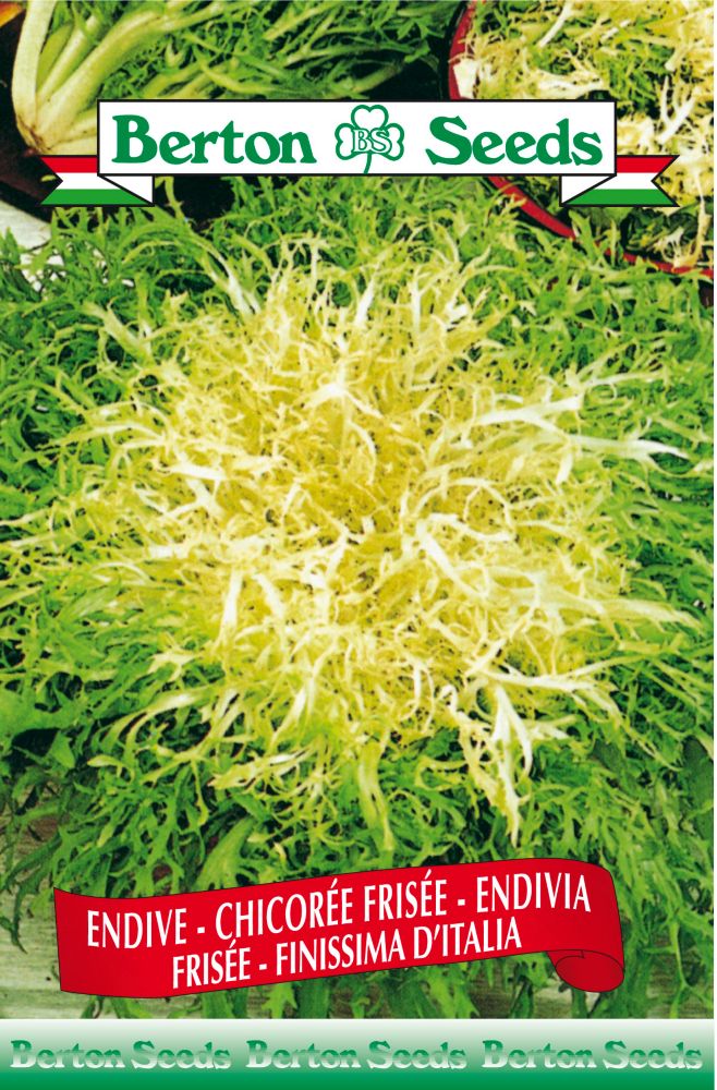Berton Seeds Co. Limited Endive Frisee Seeds | The Home Depot Canada