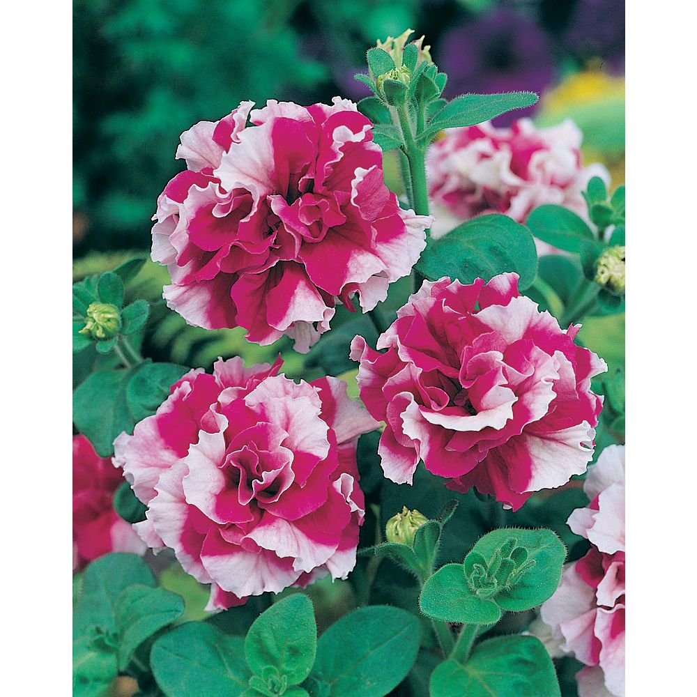 Johnsons Seeds Petunia Cherry Tart F1 Seeds | The Home Depot Canada