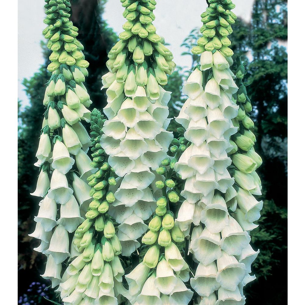 Johnsons Seeds Foxglove Alba Seeds | The Home Depot Canada