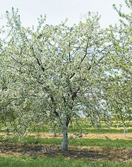 Trees - Trees & Shrubs | The Home Depot Canada