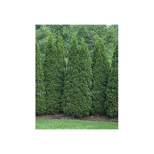 Trees & Shrubs | The Home Depot Canada
