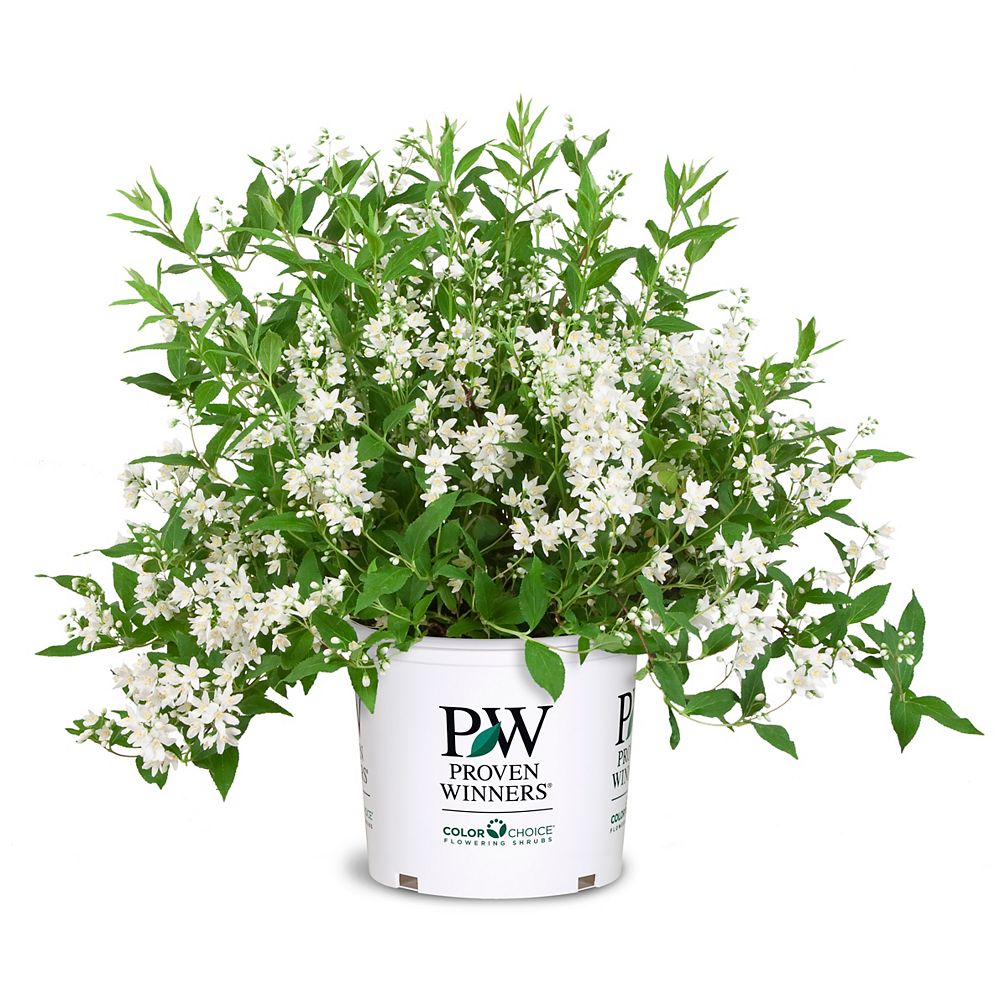 Proven Winners PW Deutzia Yuki Snowflake Flowering Plant | The Home ...