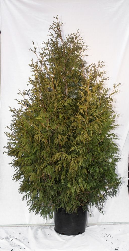 Landscape Basics 4-5 pi Cèdre Noir | Home Depot Canada