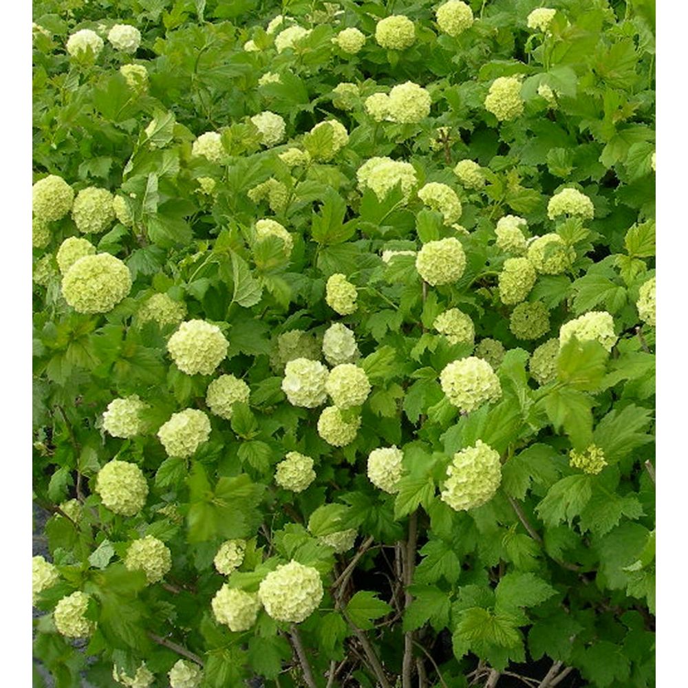 Landscape Basics 8-inch European Snowball Shrub | The Home Depot Canada