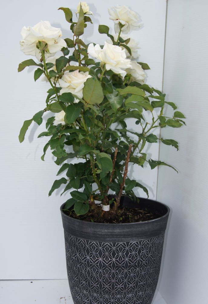 Rosa 12-inch Patio Roses Shrub | The Home Depot Canada