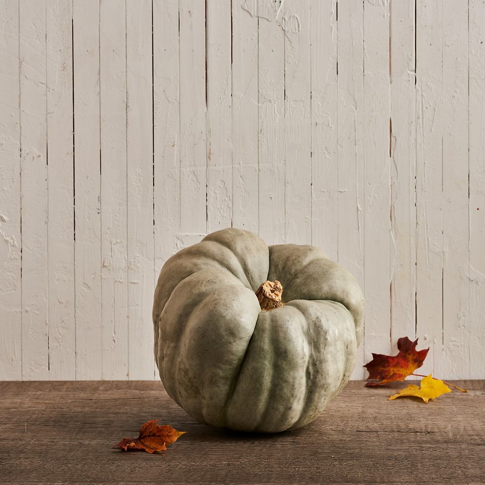 Manderley Turf Ornamental Heirloom Pumpkin | The Home Depot Canada