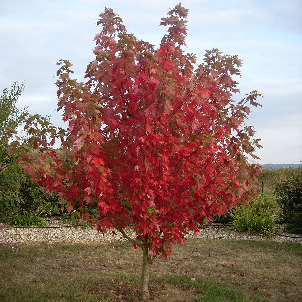 CWF 26.5L CWF Native Maple (Acer rubrum) Tree | The Home Depot Canada