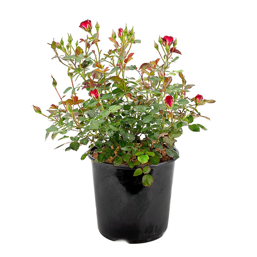 Vineland 7.5L Canadian Shield Red Rose Flowering Shrub - 49th Parallel ...