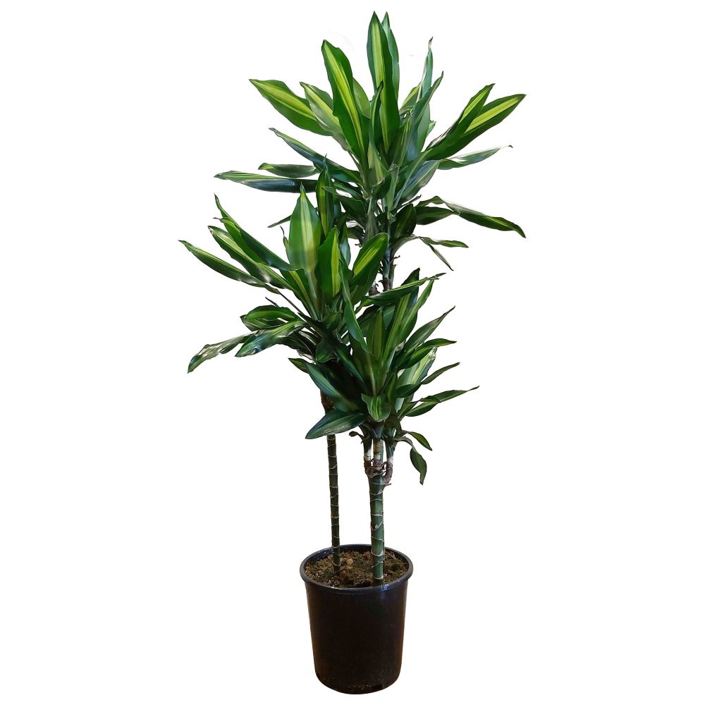 Foliera 21cm Dracaena Cintho | The Home Depot Canada