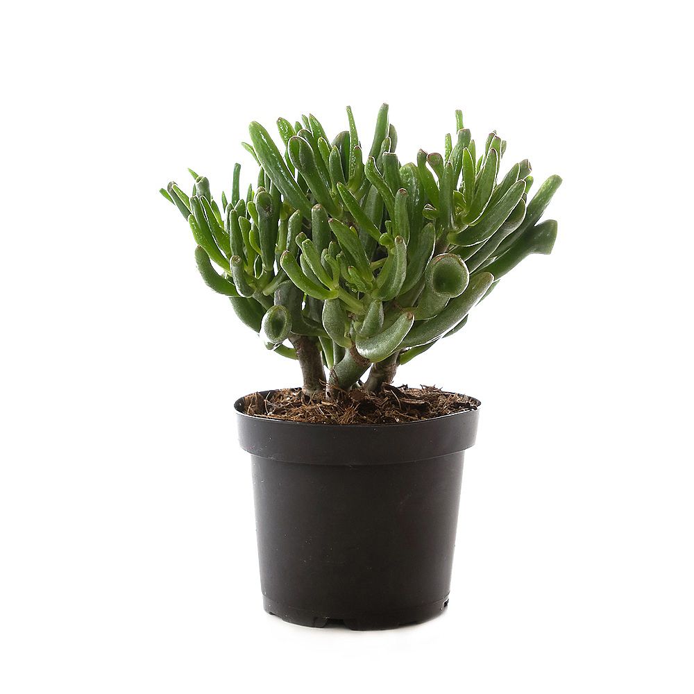 Healthy Home Hobbit Jade (Crassula ovata) Succulent Plant in Grower Pot ...