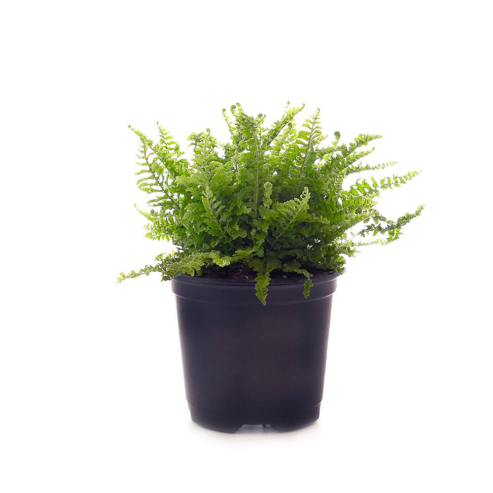 Healthy Home Fluffy Ruffles Fern (Nephrolepis exaltata) Tropical Plant ...