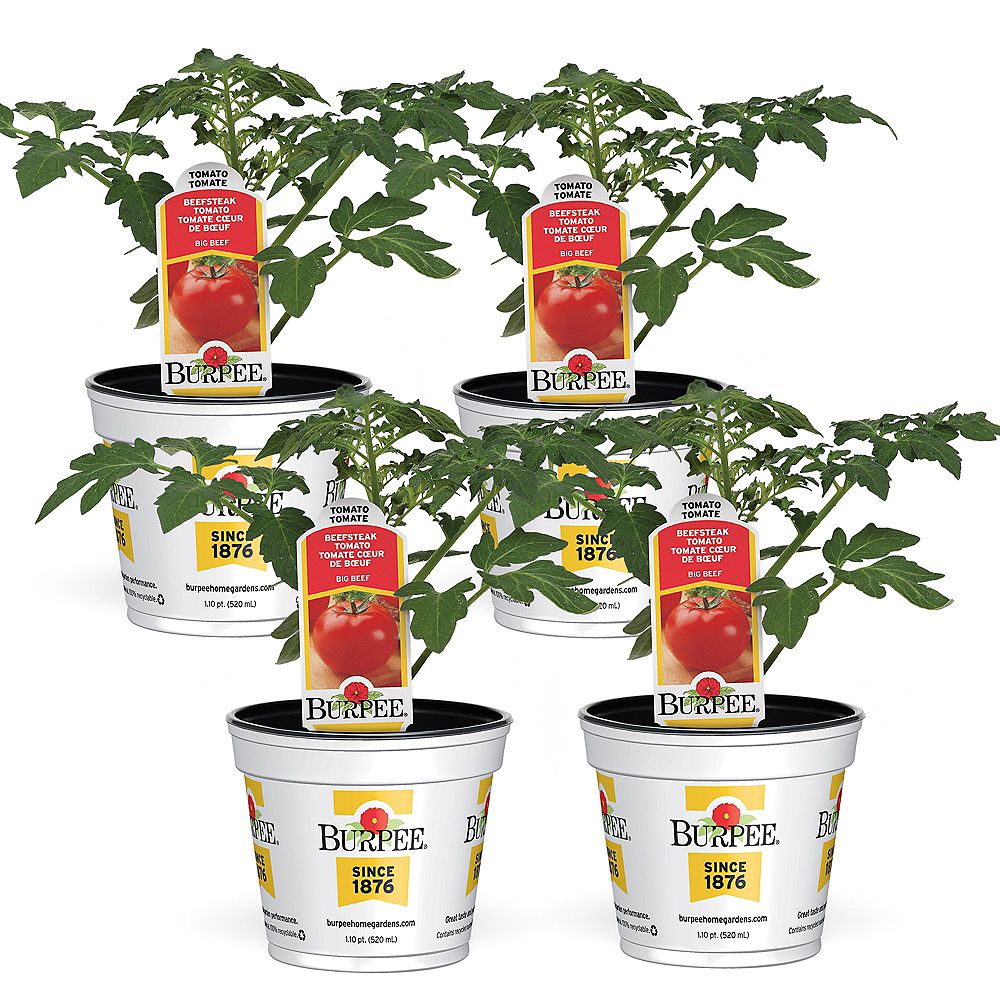 Burpee Tomato, Big Beef Tomato 4 Pack | The Home Depot Canada